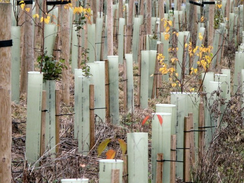 Tree Stakes 60" - qty 25 | Wright SWCD