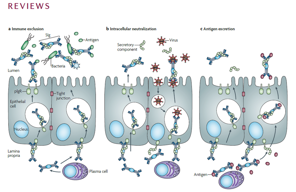 Boosting sIgA Mucosal Immunity against Virus Infections