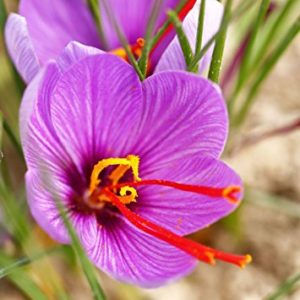 Crocus sativus extract liquid extract (Saffron) | Amsar