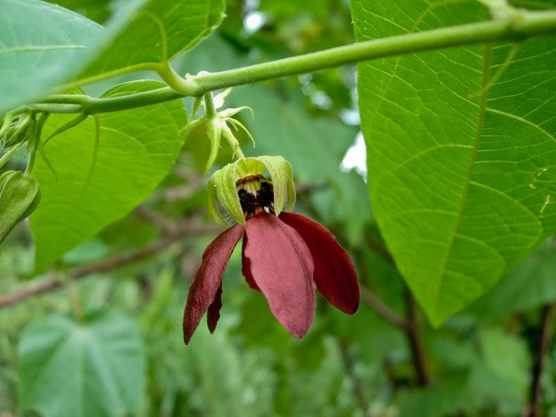 Abroma augusta root extract (Ulatkambal )