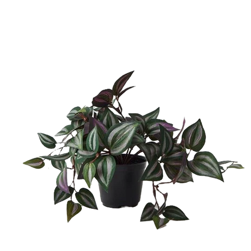 Wandering Dew Bush Potted | Katana Interiors