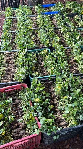 Planta en cepellón de todas las variedades | Viveros Delva