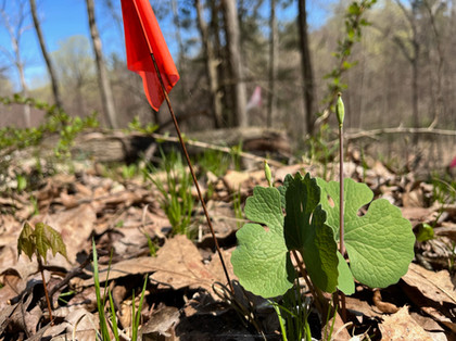 Projects | Smokey House Center