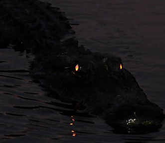 Gator Hunts | FL Fishing Trips