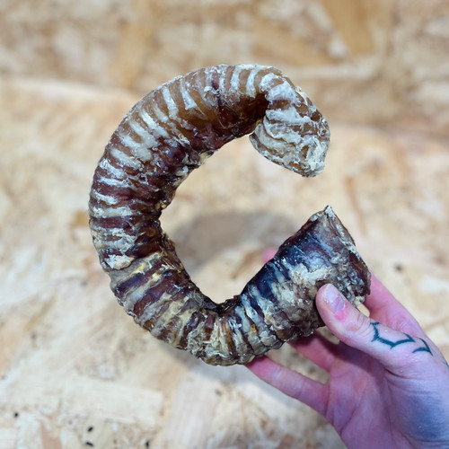 Trachea Rings | Grampian Pet Services