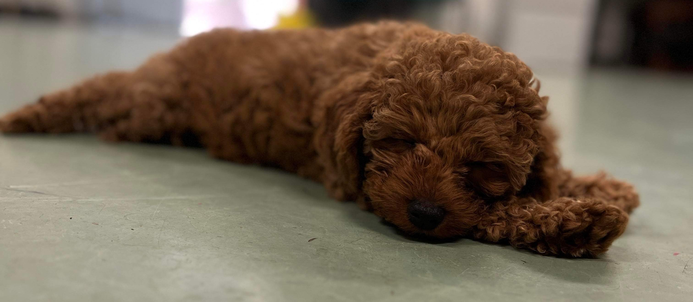 Cavoodle Training | Dog Training & Obedience | Dog Bizness