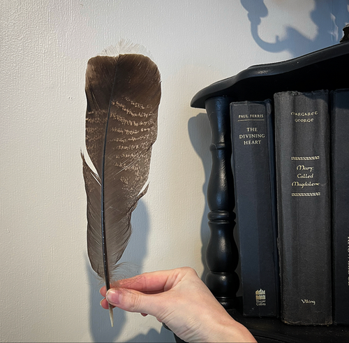 Large Turkey Feather 30cm | The Witchery NZ