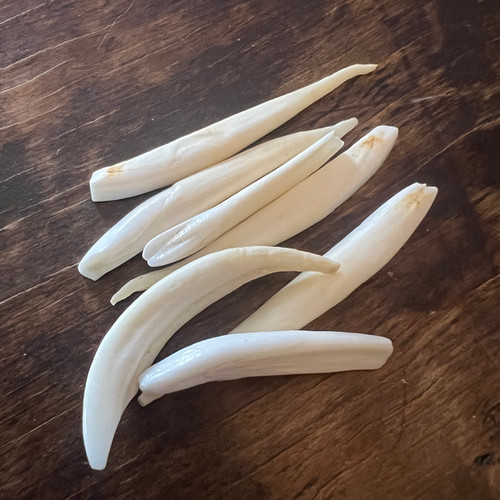 Boar Teeth Tusks | The Witchery NZ