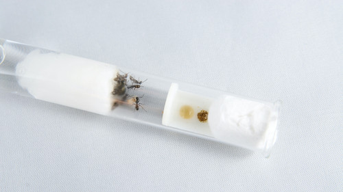 Feeding Inserts for Test Tubes | Ant Shop