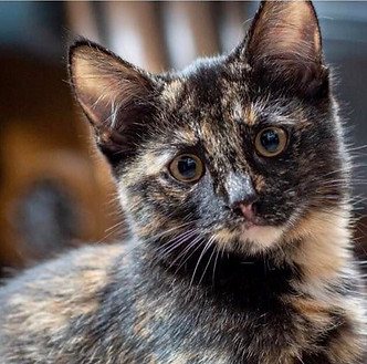 Meet Our Cats | Coffee Cats Lincoln