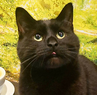 Meet Our Cats | Coffee Cats Lincoln