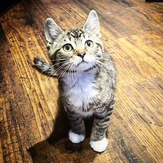 Meet Our Cats | Coffee Cats Lincoln