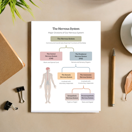 Nervous System Education | MsPsychotherapist