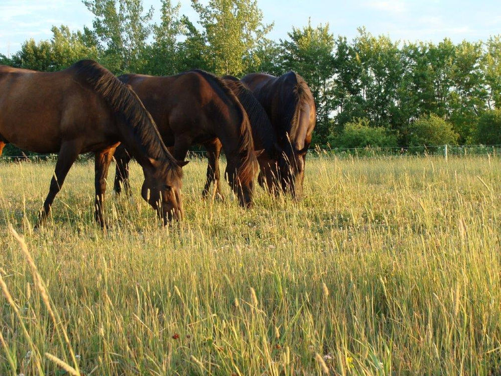 Bien réussir la transition au pâturage