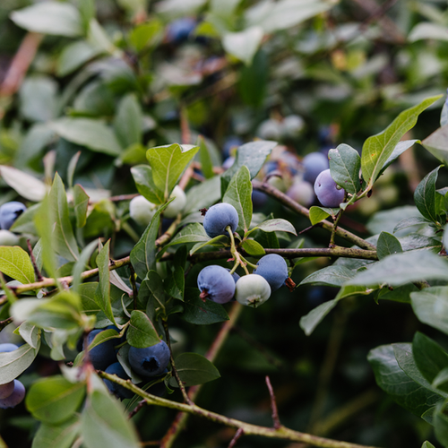 Duke: Blauwe bessen struik C2 | Blauwe Bessen Struik .NL