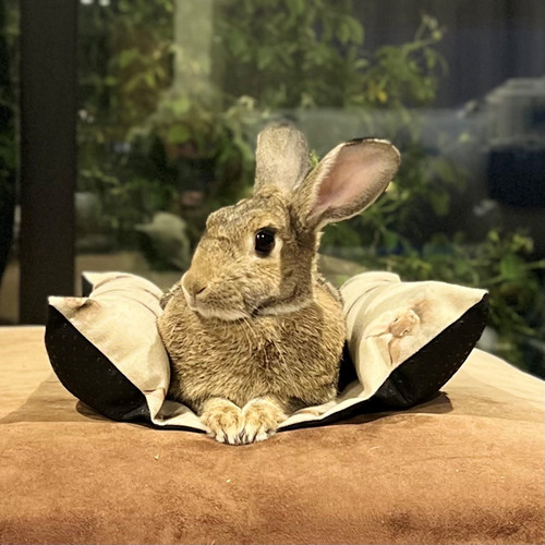 Deluxe Bunny Bed | Christchurch Rabbit