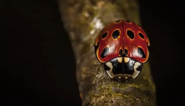 Different Types of Ladybugs