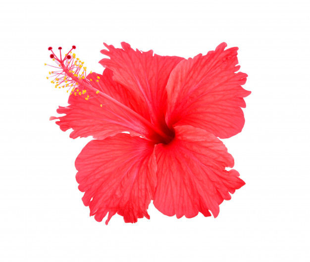 Jus de Bissap (fleur d'hibiscus)