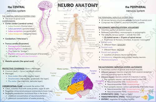 Neuro-Anatomy (printable) | Miss Medicine