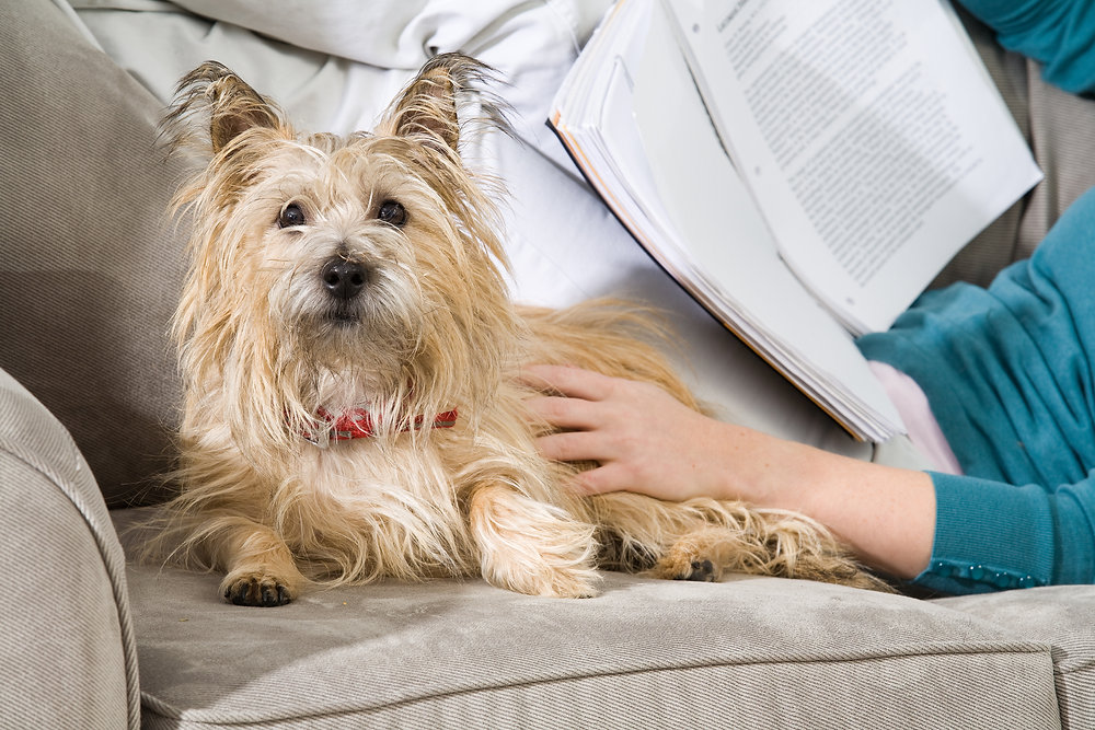 What Happens To Your Pet After Divorce what-happens-to-your-pet-after-divorce