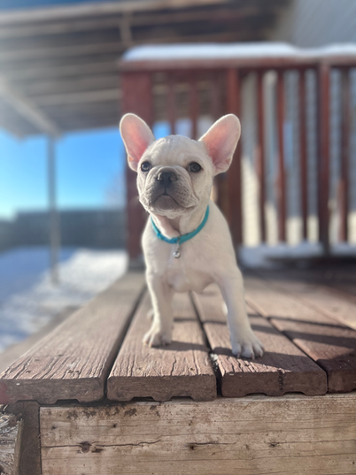 Home | Nollaftra Frenchies