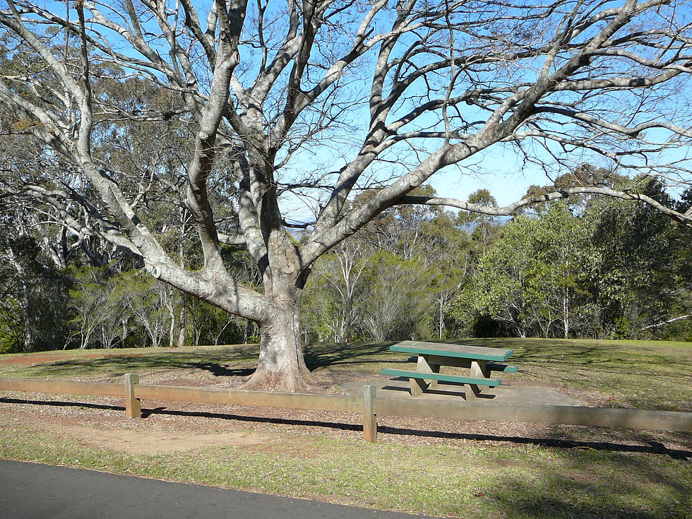 Tree Test Australia Arborist Toowoomba