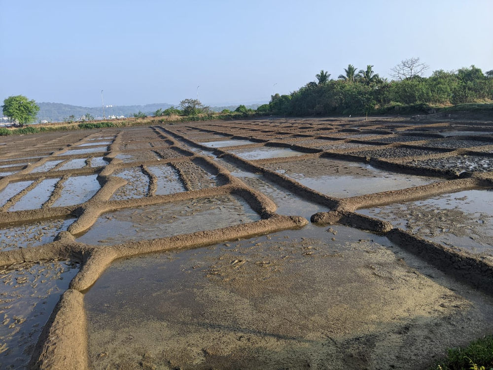A walk through the 'Khazans' of Goa