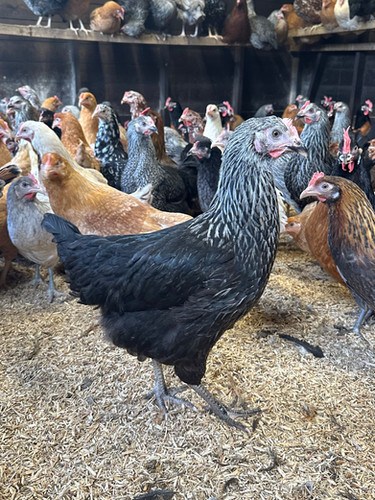 Silver Sussex hen at point of lay | New cottage poultry