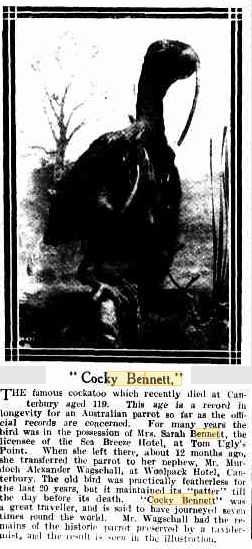 The end of summer approaches: Cocky Bennett & Train Travel