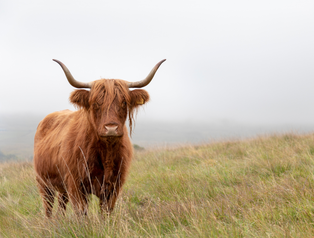 Highland Cow Scentsy Products | WicklessKimberly.com