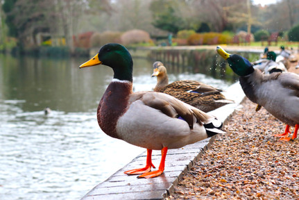 The Odney Club | Country Club | Cookham