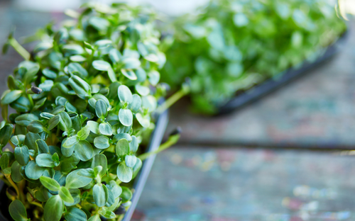 Basil Microgreens (30g) | www.seedleaves.com