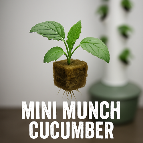 Cucumber Mini Munch | www.seedleaves.com