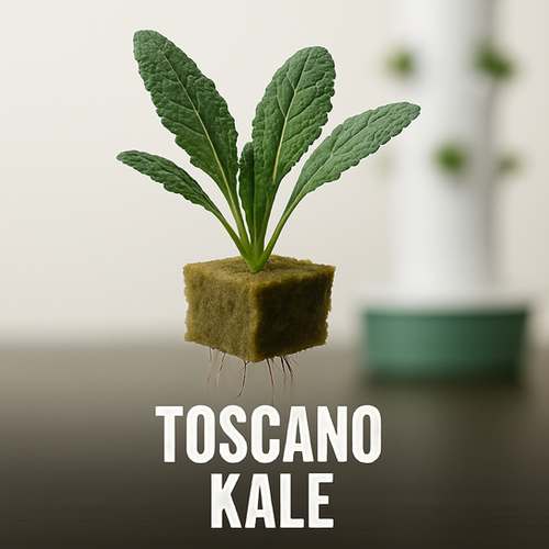 Kale -Toscano | www.seedleaves.com