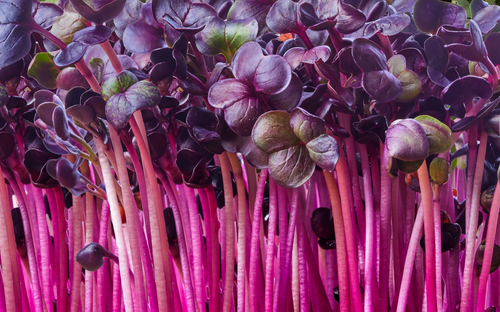 Radish Sango Microgreens (30g) | www.seedleaves.com