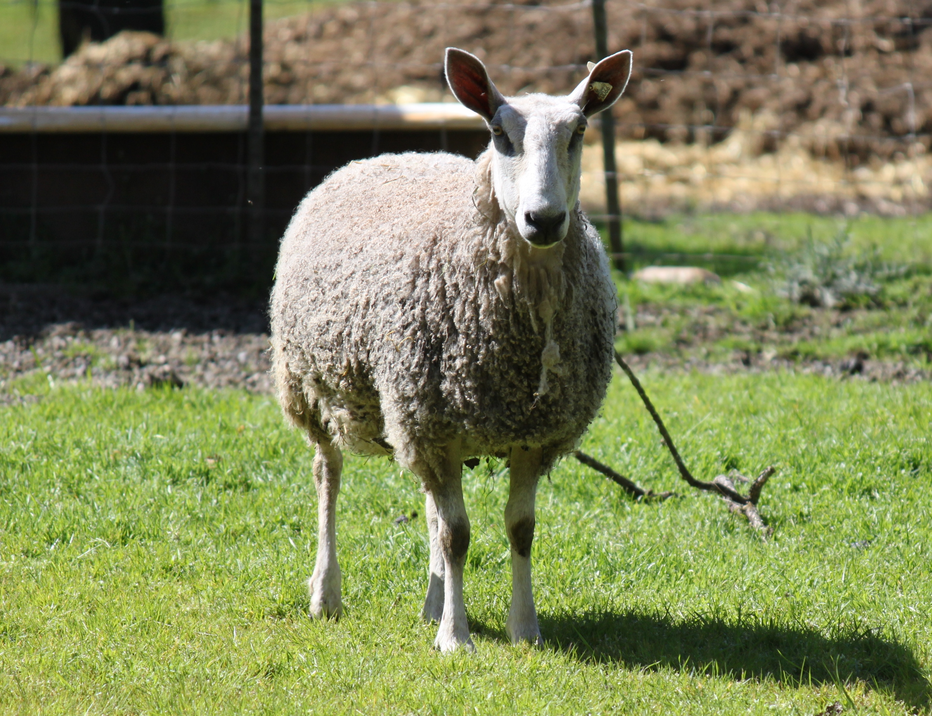 Liongate Farm Bluefaced Leicester Ewes