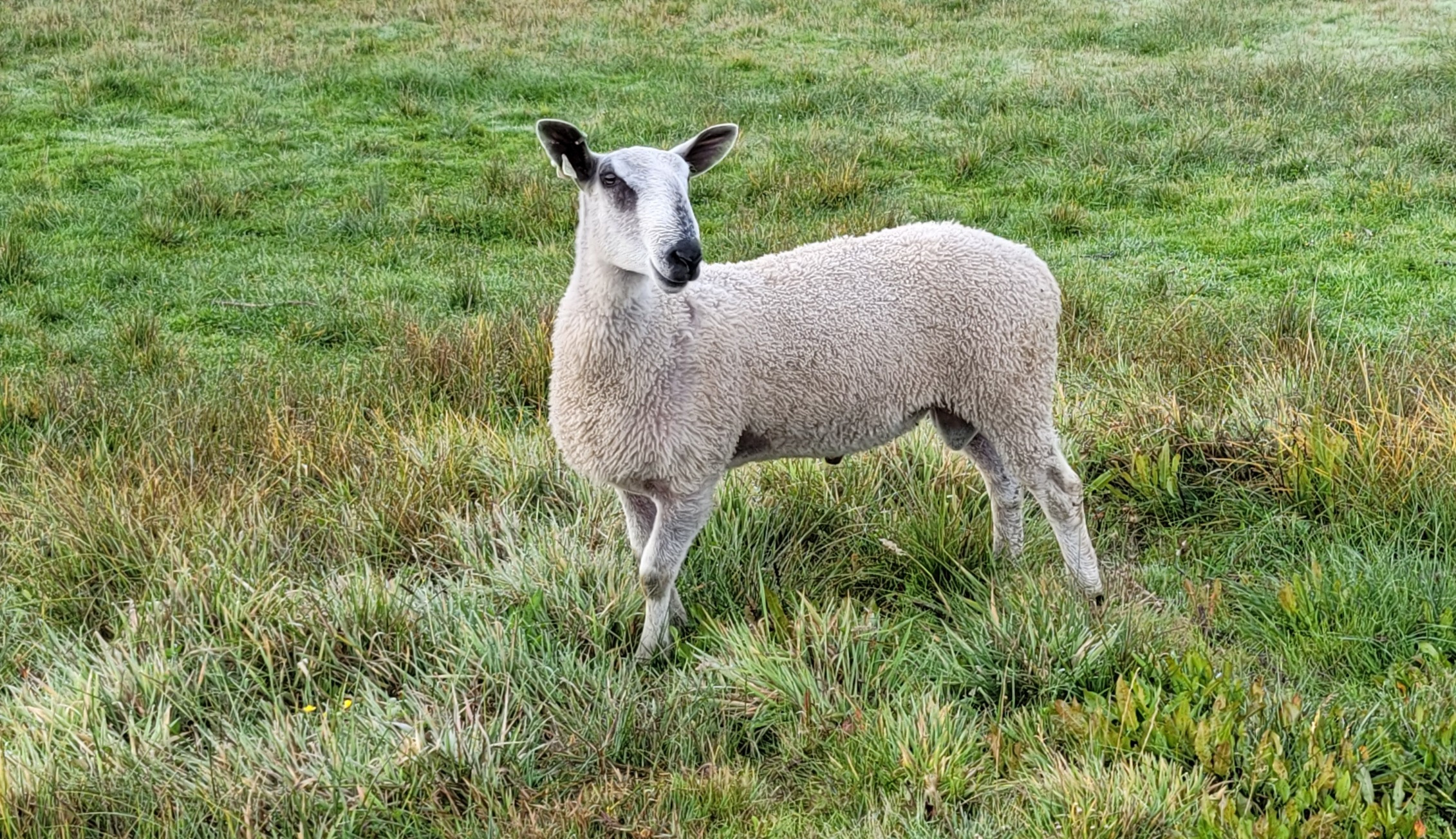 Bluefaced Leicester sheep | Liongate Farm | United States