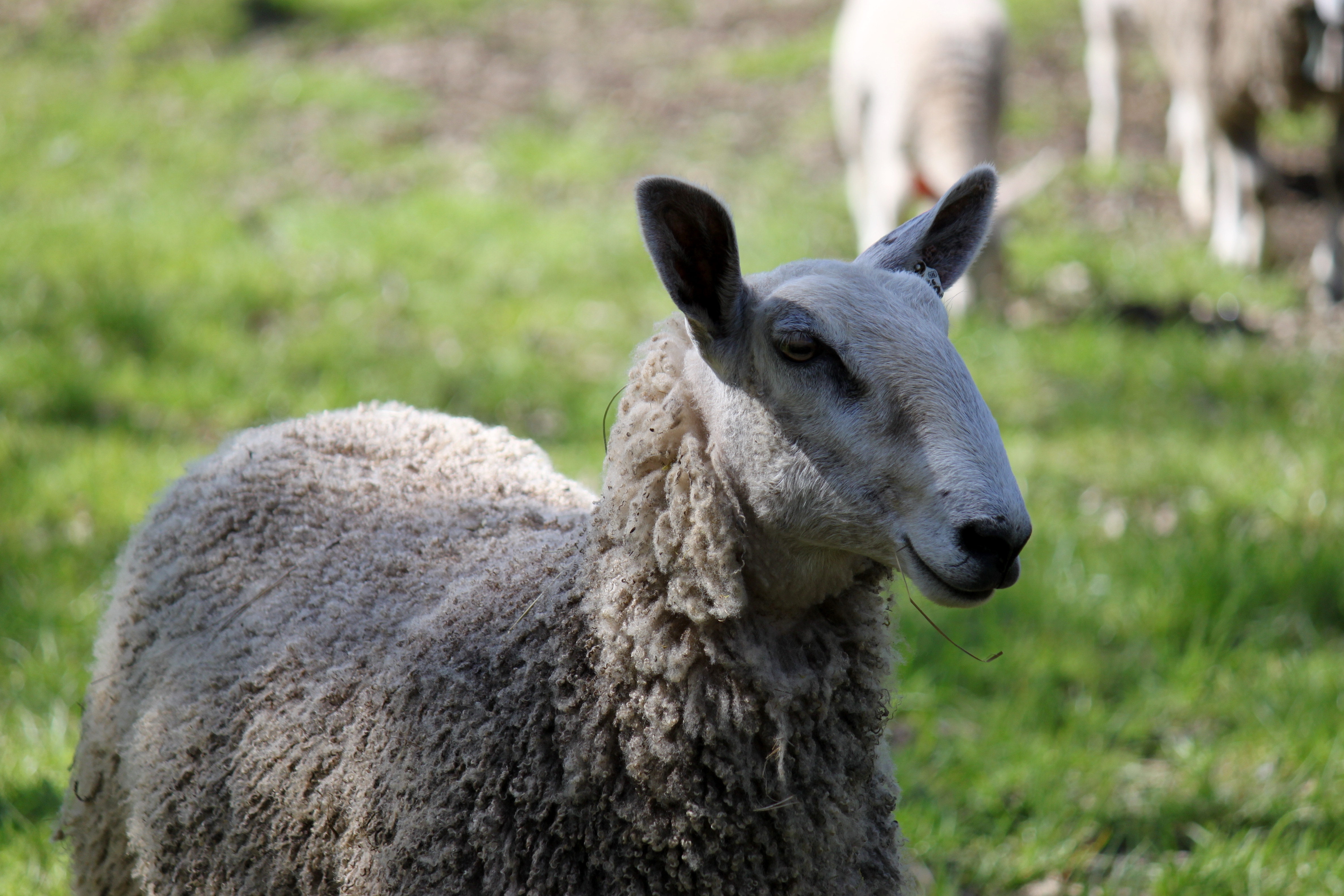 Liongate Farm Bluefaced Leicester Ewes
