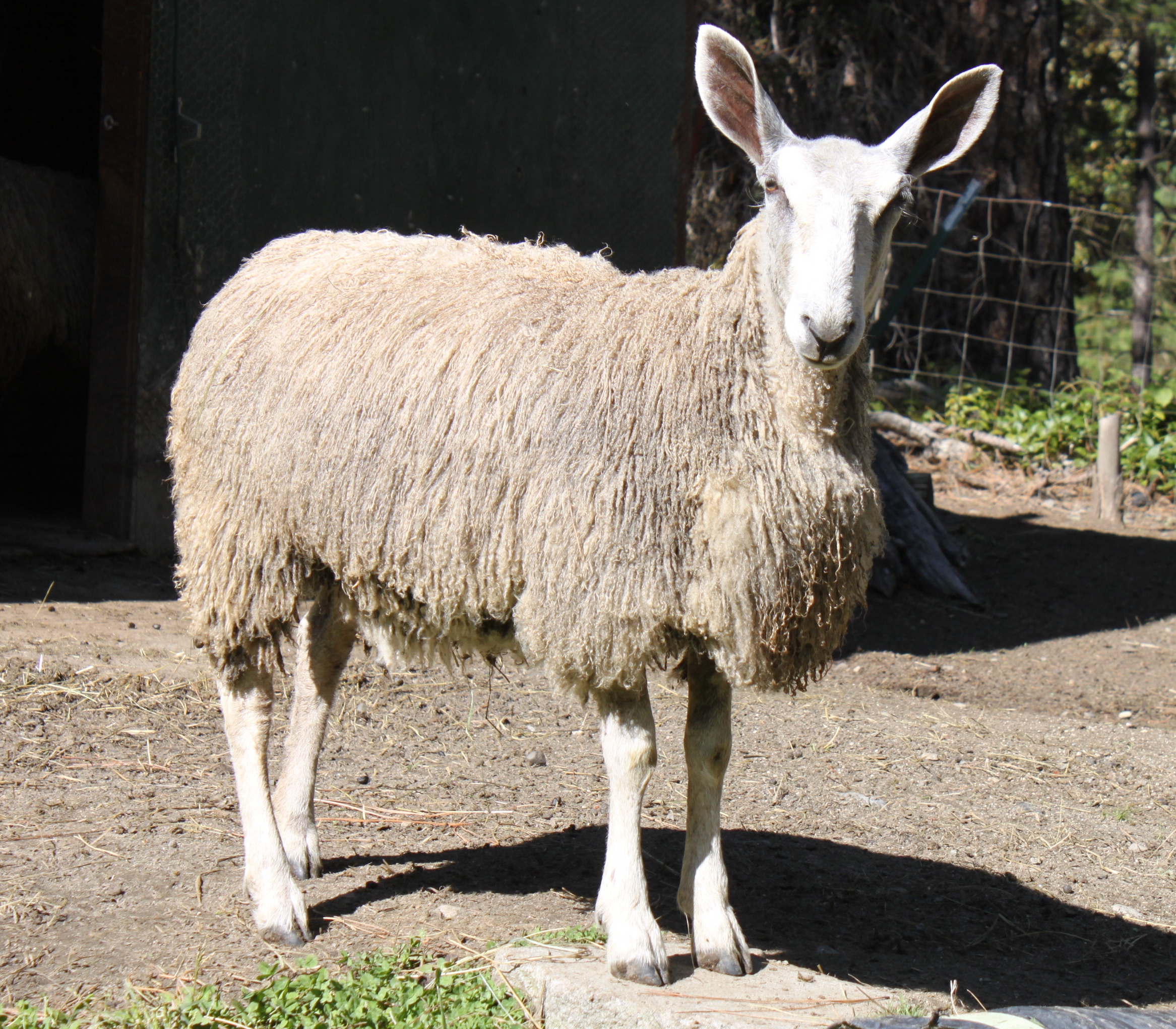 Liongate Farm Bluefaced Leicester Ewes