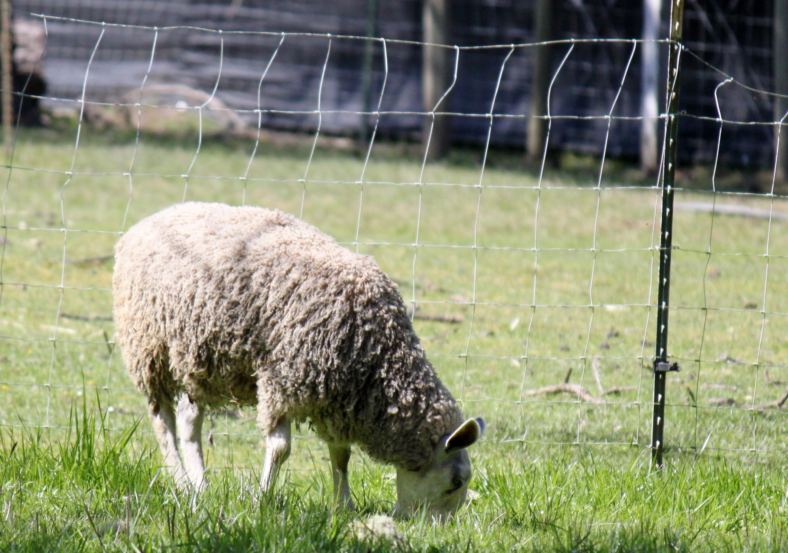 Liongate Farm Bluefaced Leicester Ewes