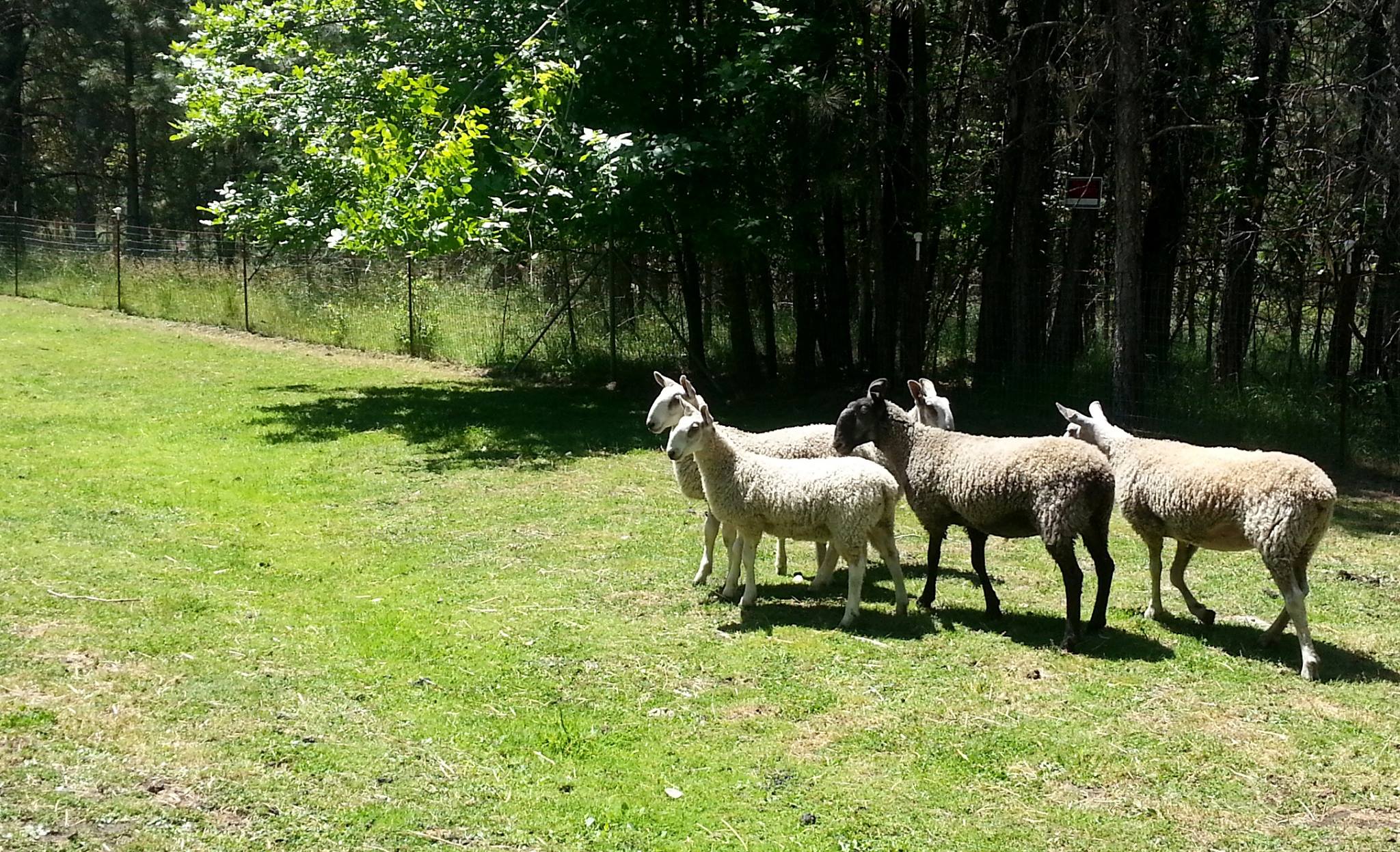 Bluefaced leicester sheep | Liongate Farm | United States
