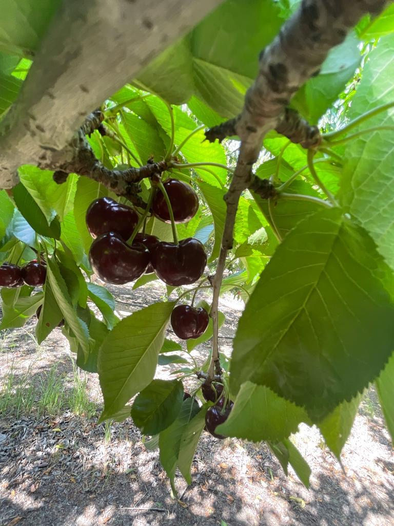 Exporting California Cherries | Meena Farms