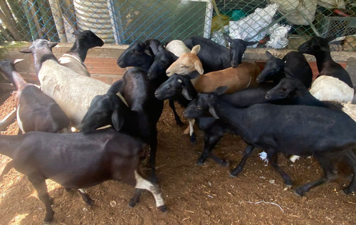 Cordero Macho cruze (Santa Ines - Dorper) | Criadero Villa Marth