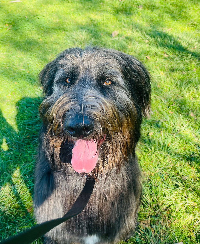 Benny | Old English Sheep Dog Mix | Rosemead, CA. | In Training.