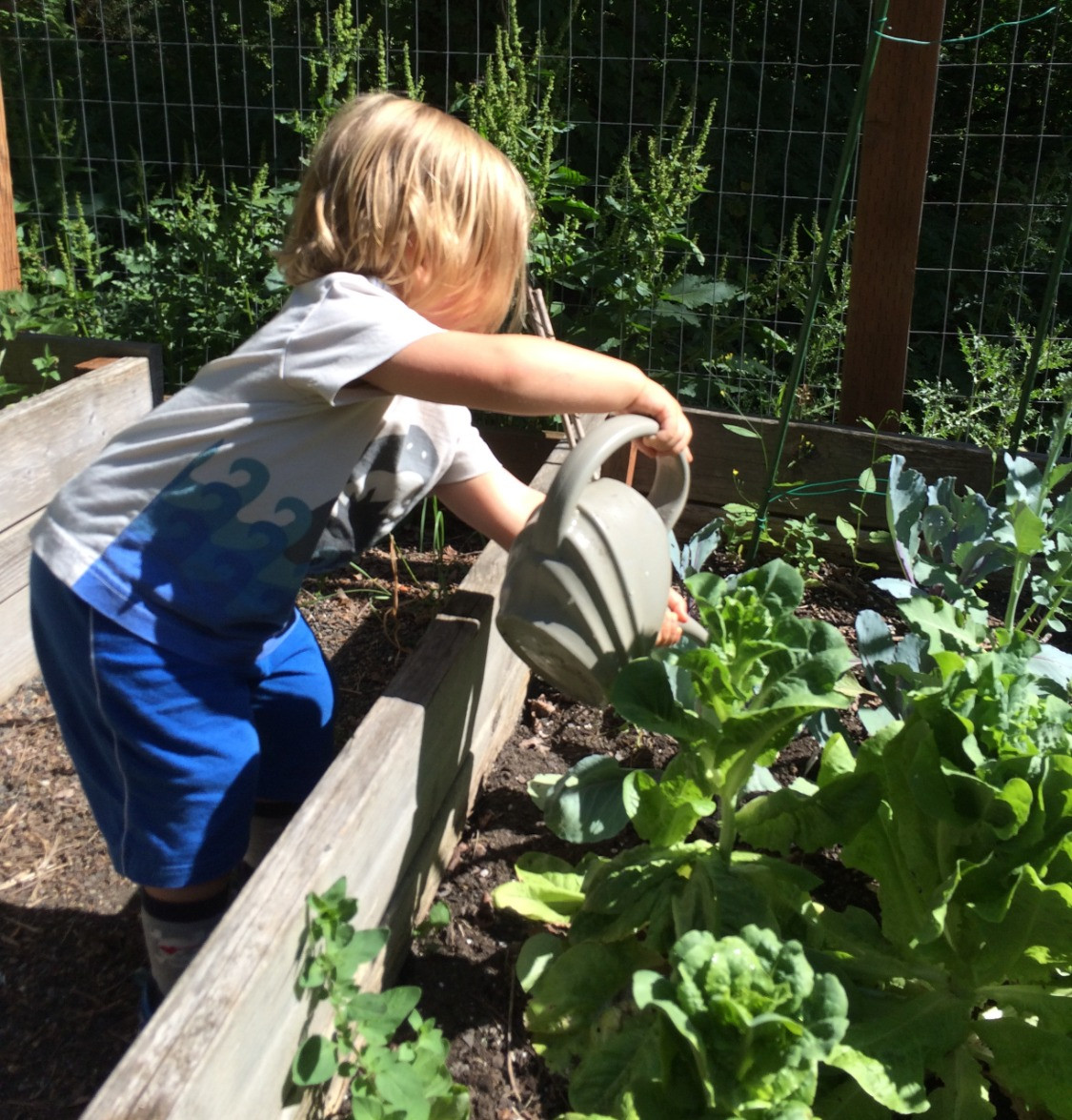 Successful Activities For A Preschool Garden Successful Activities For A Preschool Garden
