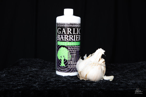 Garlic Insect Repellent | Sienna Mulch