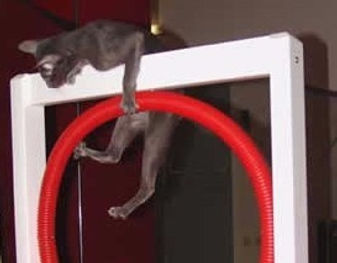 ICAT CAT AGILITY | WHY CATS ARE GREAT AT AGILITY