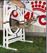 ICAT Cat Agility | Basel 2005