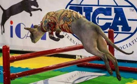 International Cat Agility Tournaments | ICAT Cat Agility