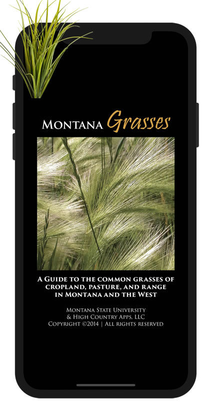 MONTANA GRASSES
